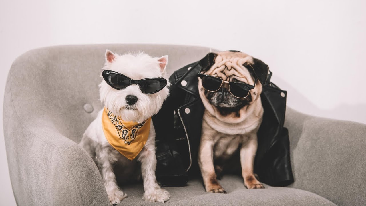 Angry Dogs & Cats That Will Put You in Happy Mood🥰 - YouTube