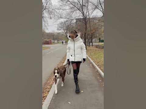 С красавчиком😎 ️ #амстаффраф #амстаф #амстафф #стаф #стафф #стаффи # ...