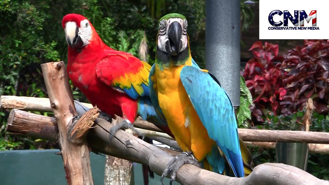 Two Macaws "Fight" over Food (I think) & one Macaw pushes the other ...