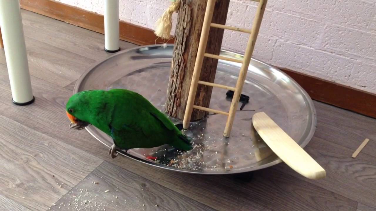 Fishing out nuts - YouTube