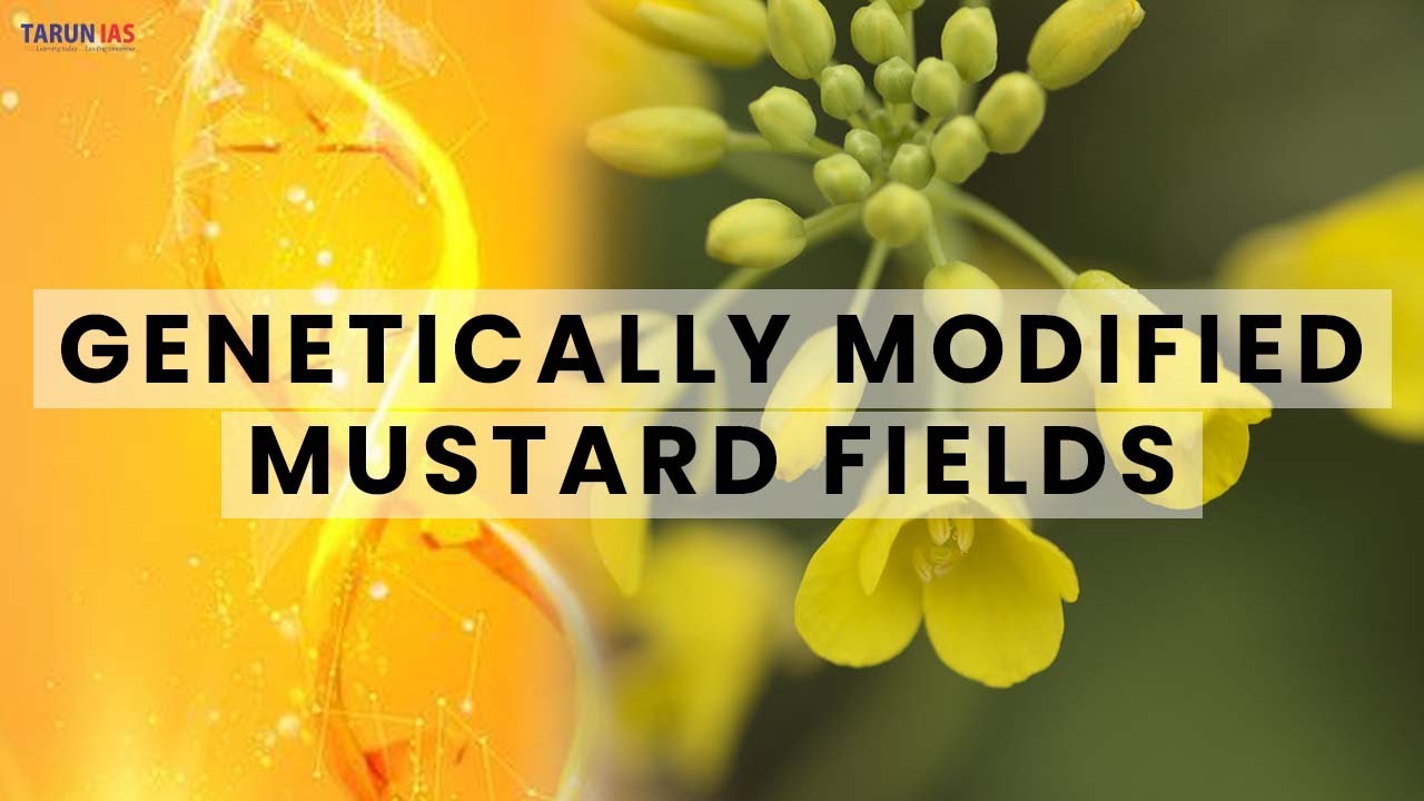 Field trials of genetically modified mustard | GEAC approves field ...