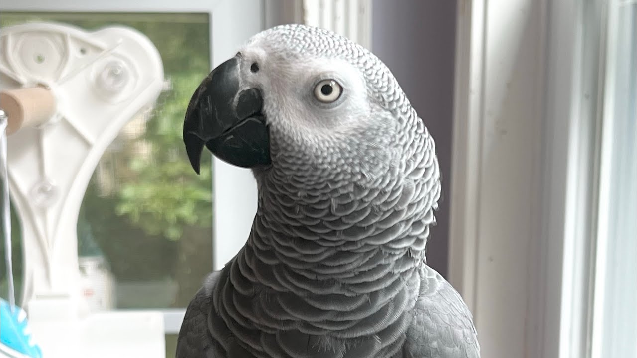 Symon sounds like she hit the vodka at lunch🍸😳🤣#slurringparrot # ...