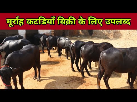 10 Beautiful Murrah Heifers available for sale. Near Hisar, Haryana