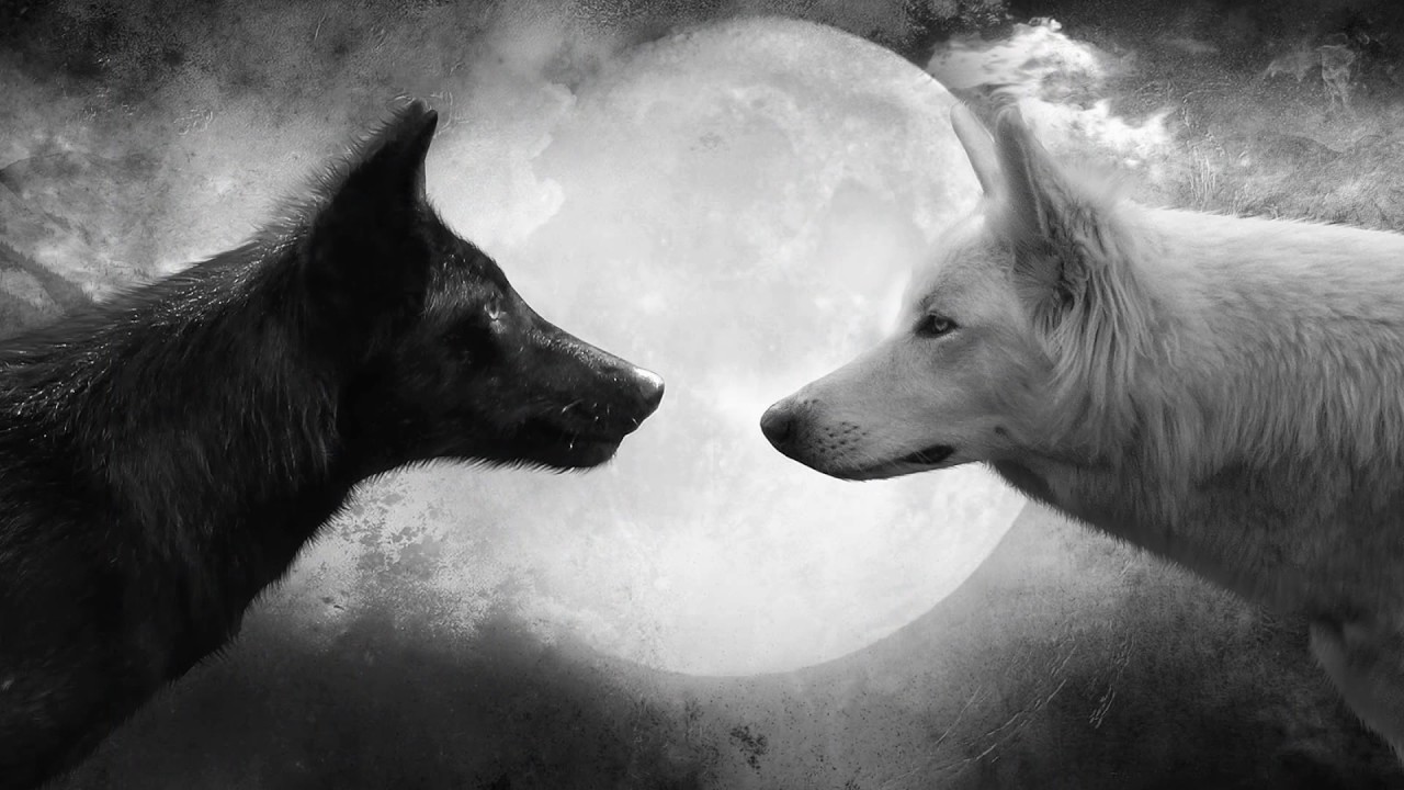 The Beauty of Wolves ( Extended ) - YouTube