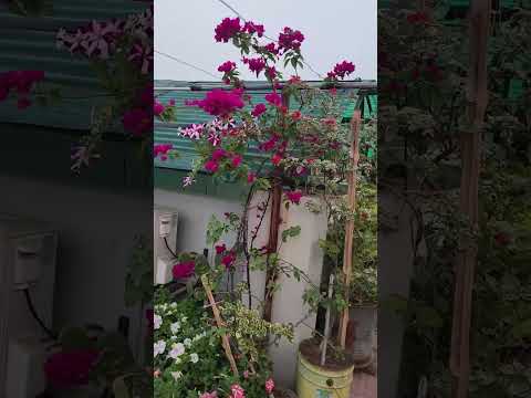 SAU roof garden of Dr.Khaleda khatun