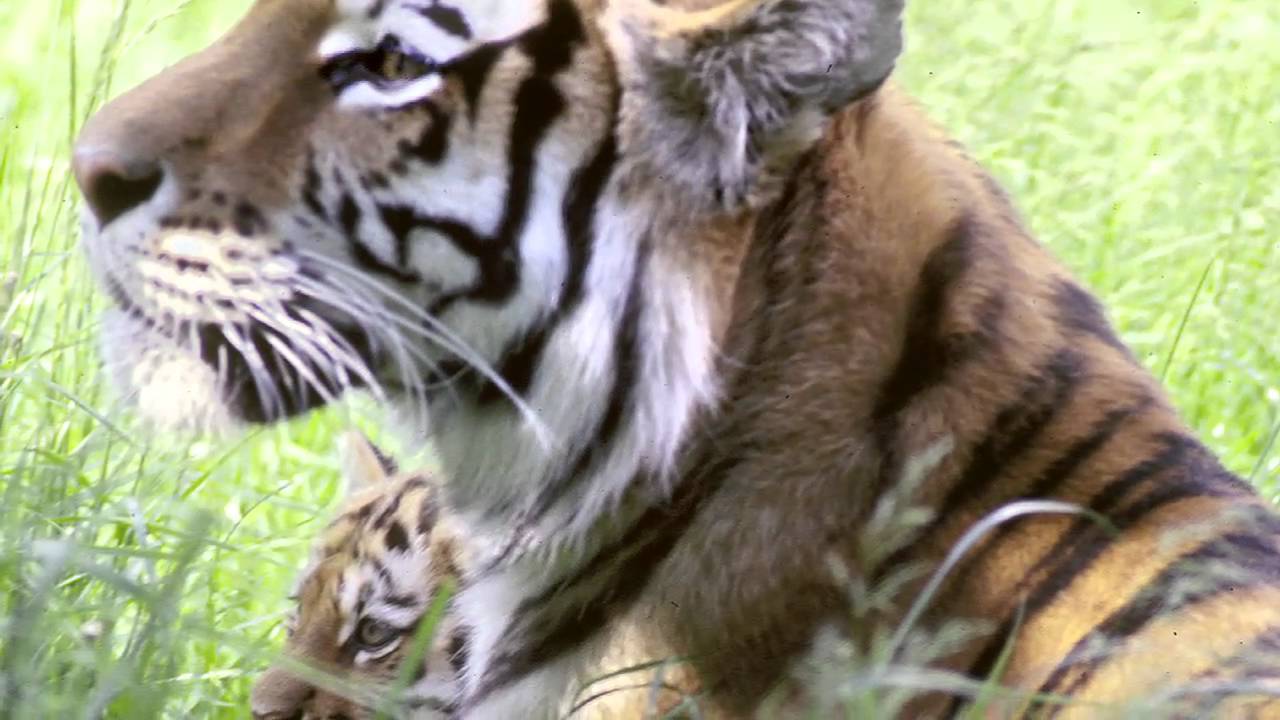 The Keys to Saving Tigers - YouTube