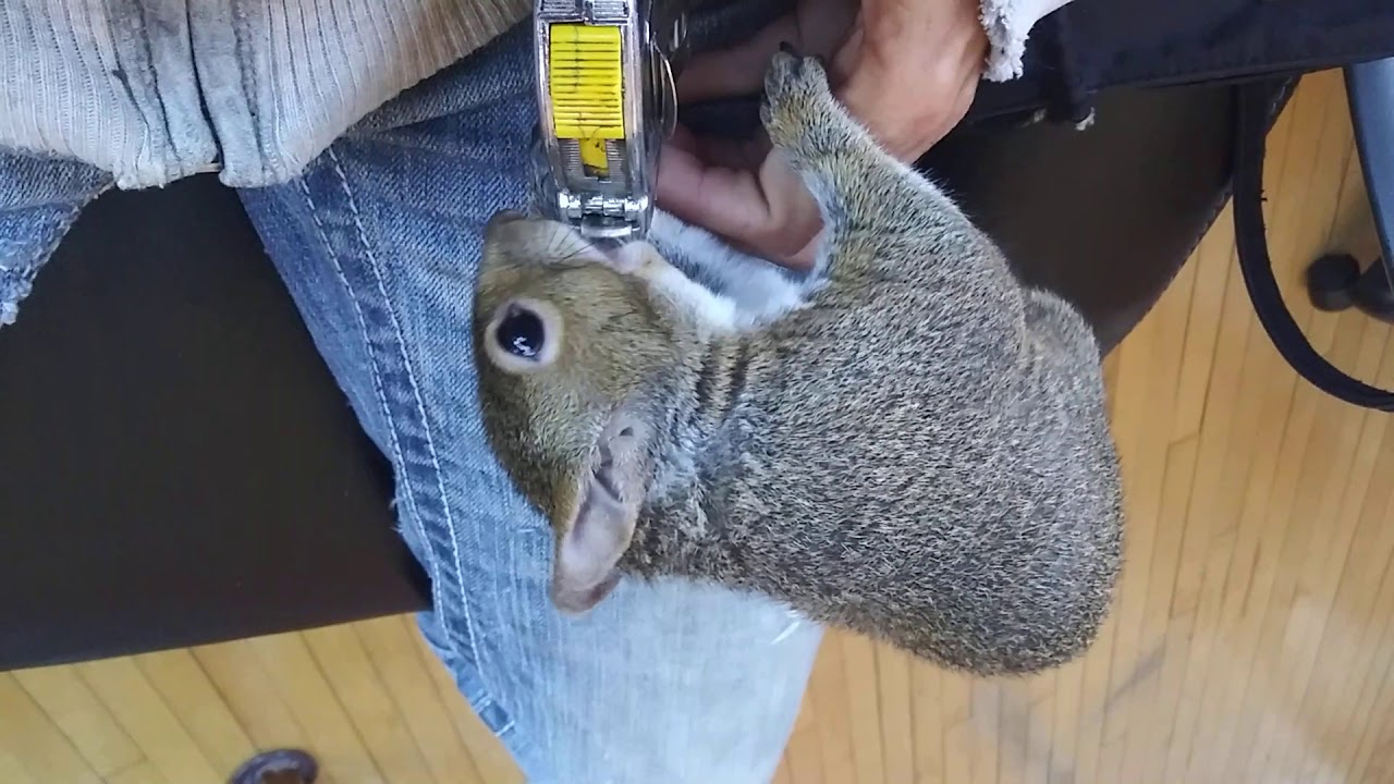 Squirrel plays with tape measure! - YouTube
