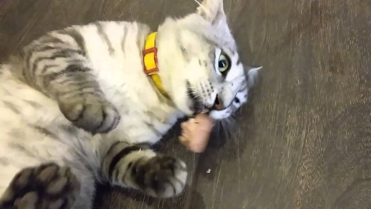 Копия видео Travis i sardelka - YouTube