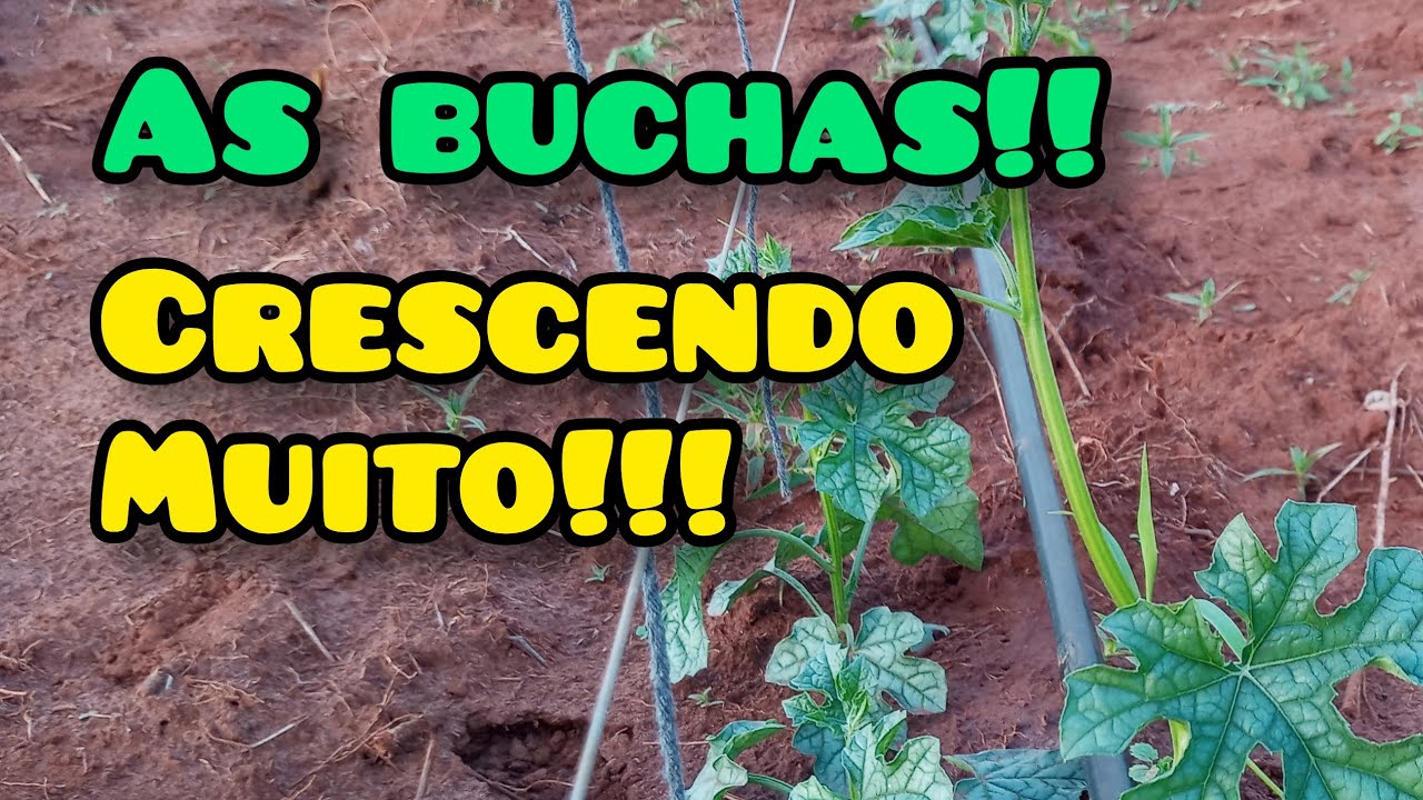 Plantação bucha vegetal gigante.... Crescendo muito. - YouTube