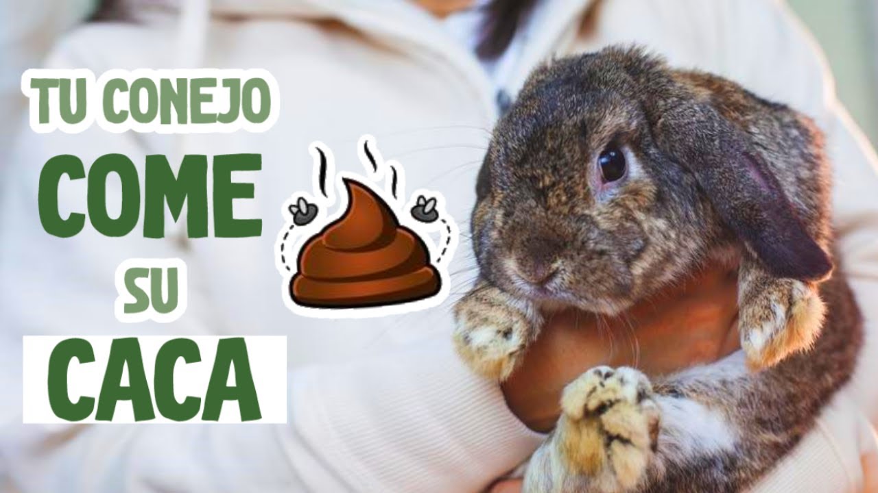 Porque mi conejo se come su popo o caca? ES NORMAL, QUE HACER! - YouTube