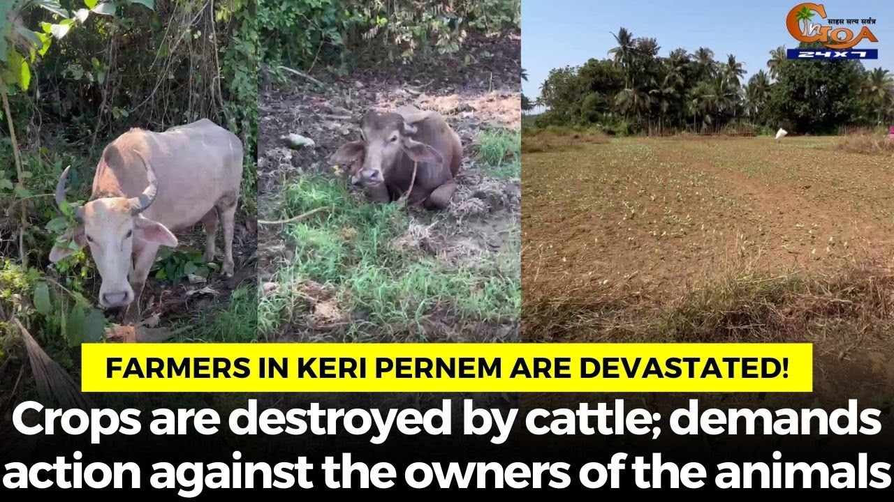 Farmers in Keri Pernem are devastated! Crops are destroyed by cattle ...