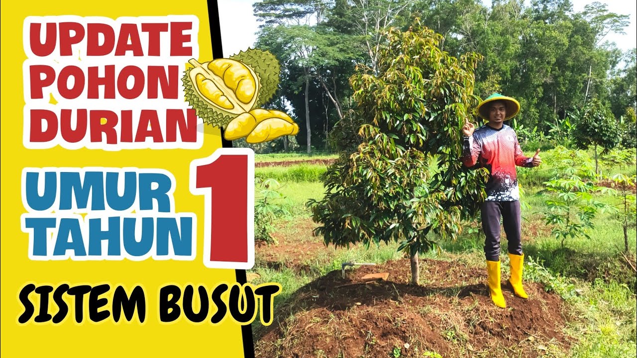 UPDATE - SISTEM BUSUT POHON DURIAN UMUR 1 TAHUN - YouTube
