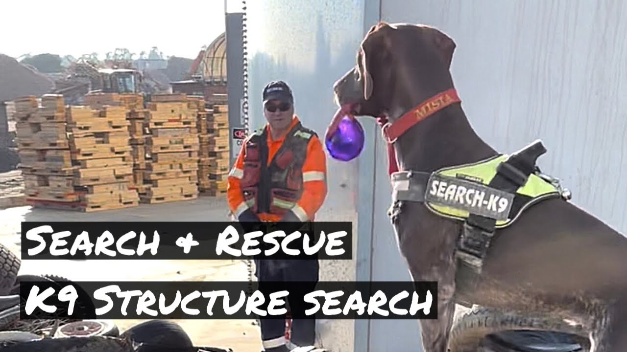 Search and Rescue Dogs | Structure Search with K9 Misia | Dog Training ...