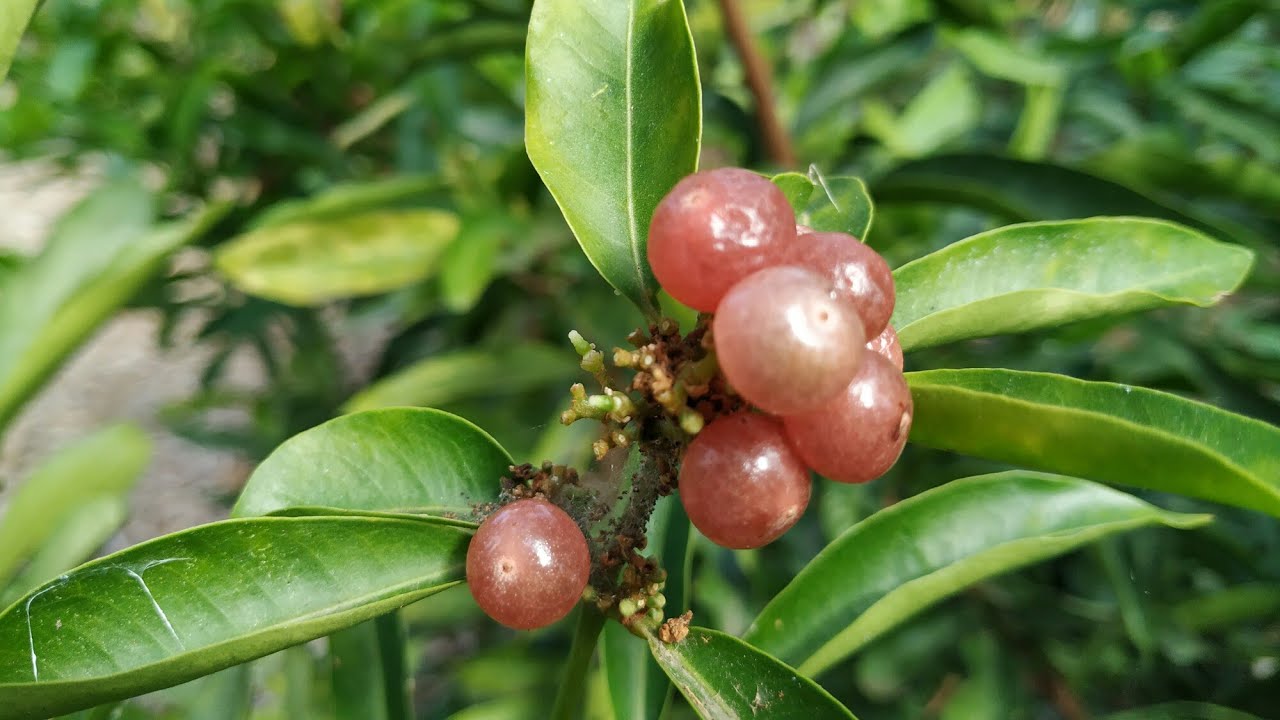 Tasty Gin Berry or Orangeberry (Glycosmis pentaphylla) really tastes ...