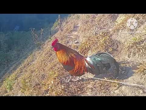 อับแดดไก่ต่อขันมวน saib kuv tu me nyuam qaib dib noob qaib tuaj quas zoo heev - YouTube