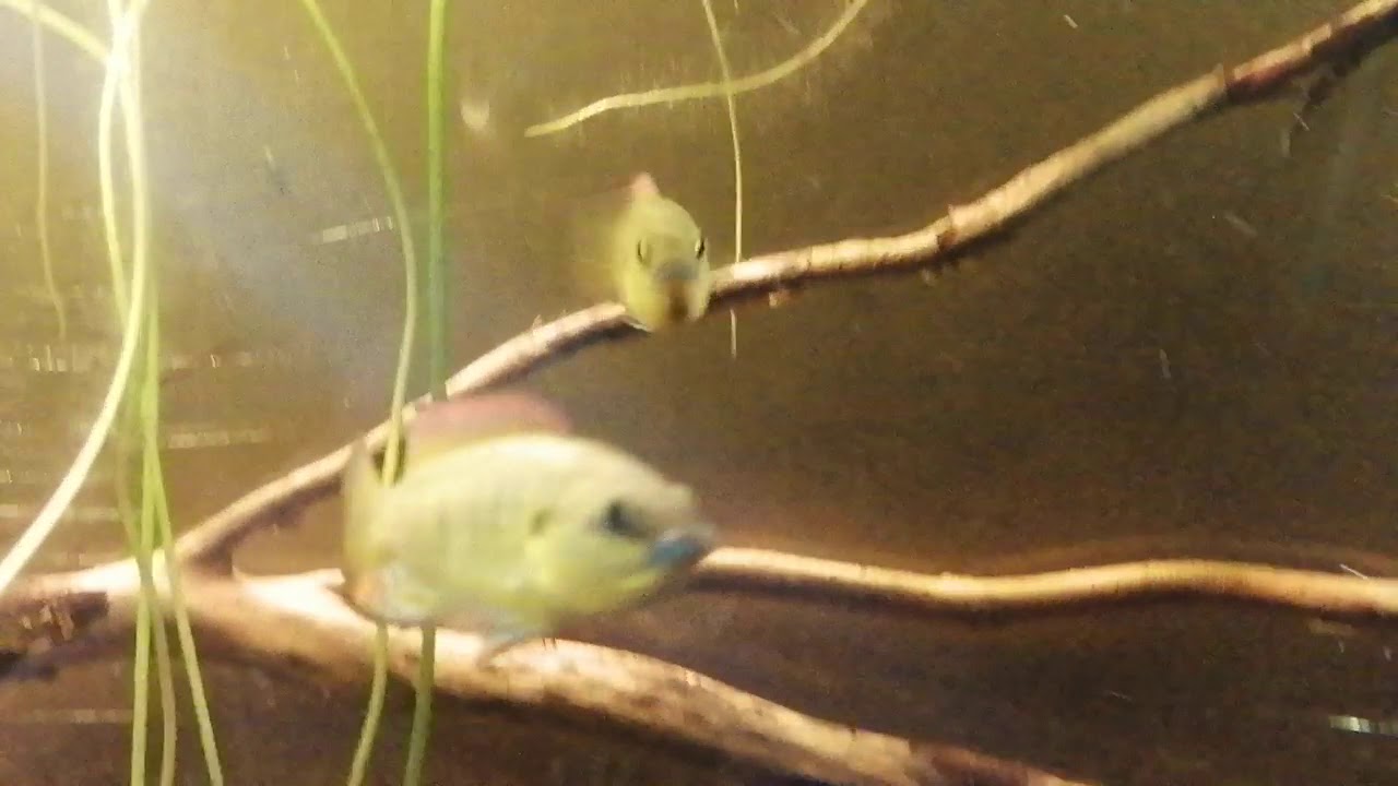 Pseudocrenilabrus philander dispersus - YouTube