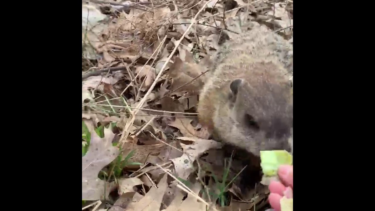 Feeding a wild groundhog (very cute) - YouTube