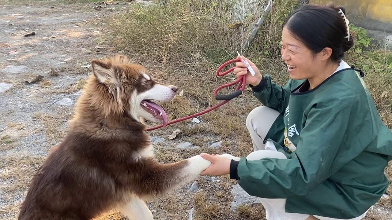 A Dog That Was Mistreated By Its Owner Shook Hands And Thanked Its New ...