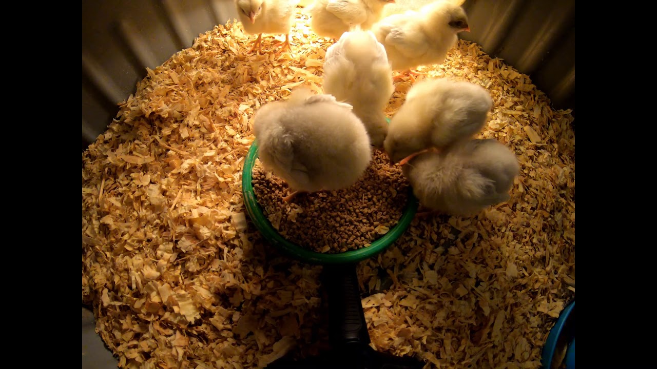 Blue Splash Jersey Giant Chicks - YouTube