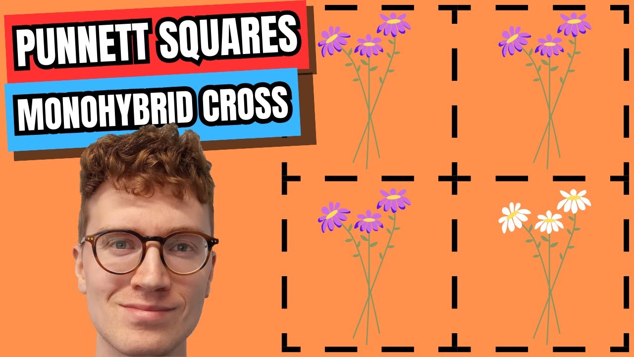 MONOHYBRID CROSS EXPLAINED (PUNNETT SQUARES) - YouTube