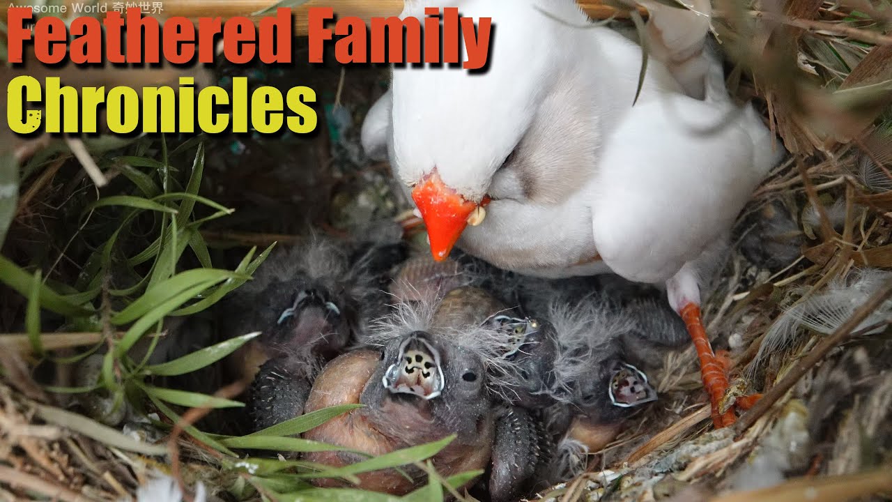 Feathered Family Chronicles Day 9: A Heartwarming Journey of Bird ...