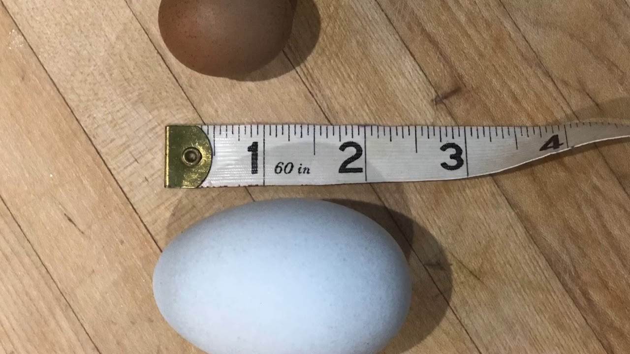 Cracking The World’s Smallest Chicken Egg - No Yolk! - YouTube