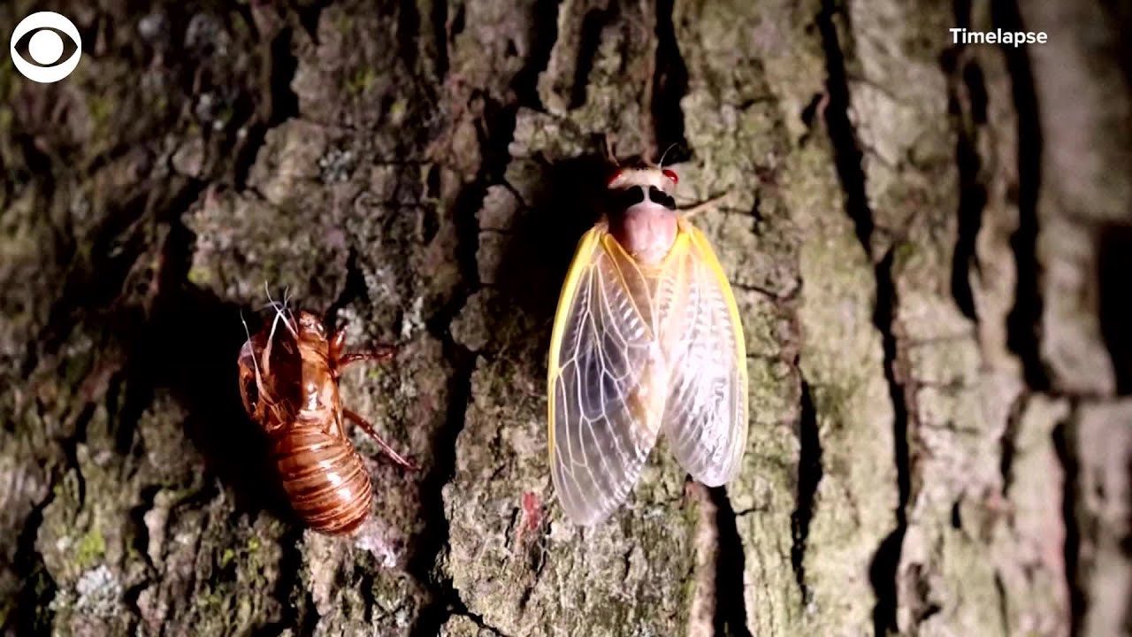 WEB EXTRA: Timelapse Video Shows Cicada Shedding Exoskeleton - YouTube