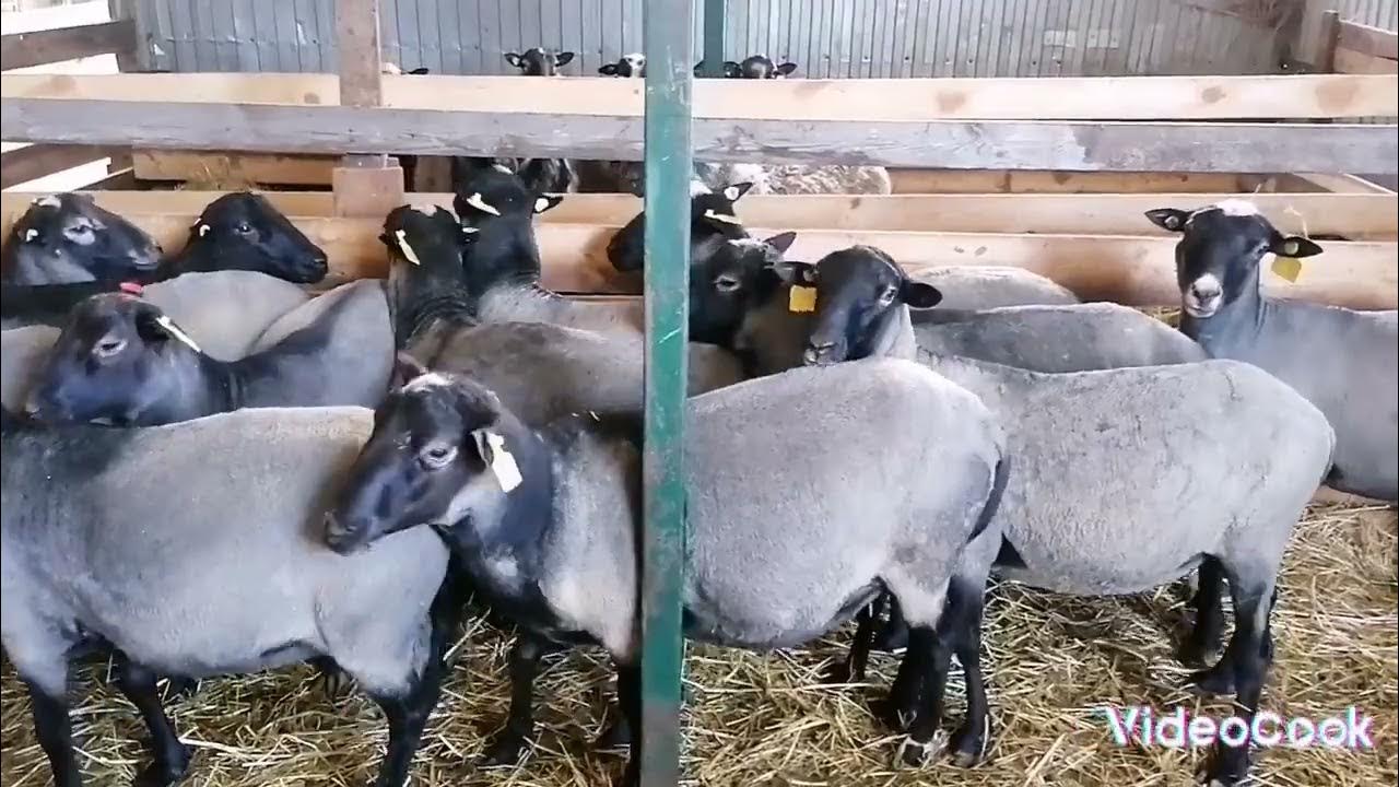 Племенные бараны Романовская порода Youtube