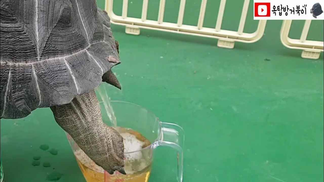육지거북이는 과연 오줌을 얼마나 쌀까?(tortoise urine)[옥탑방거북이] - YouTube