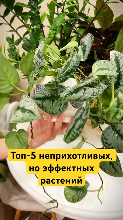 Топ 5 неприхотливых но эффектных растений которые украсят твой дом и