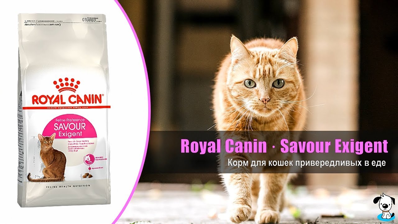 Корм для взрослых кошек привередливых в еде · Royal Canin Savour ...