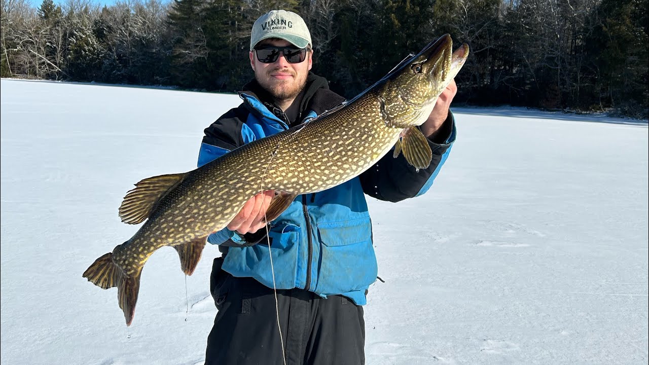 GIANT pike through the ice Maine ice fishing - YouTube