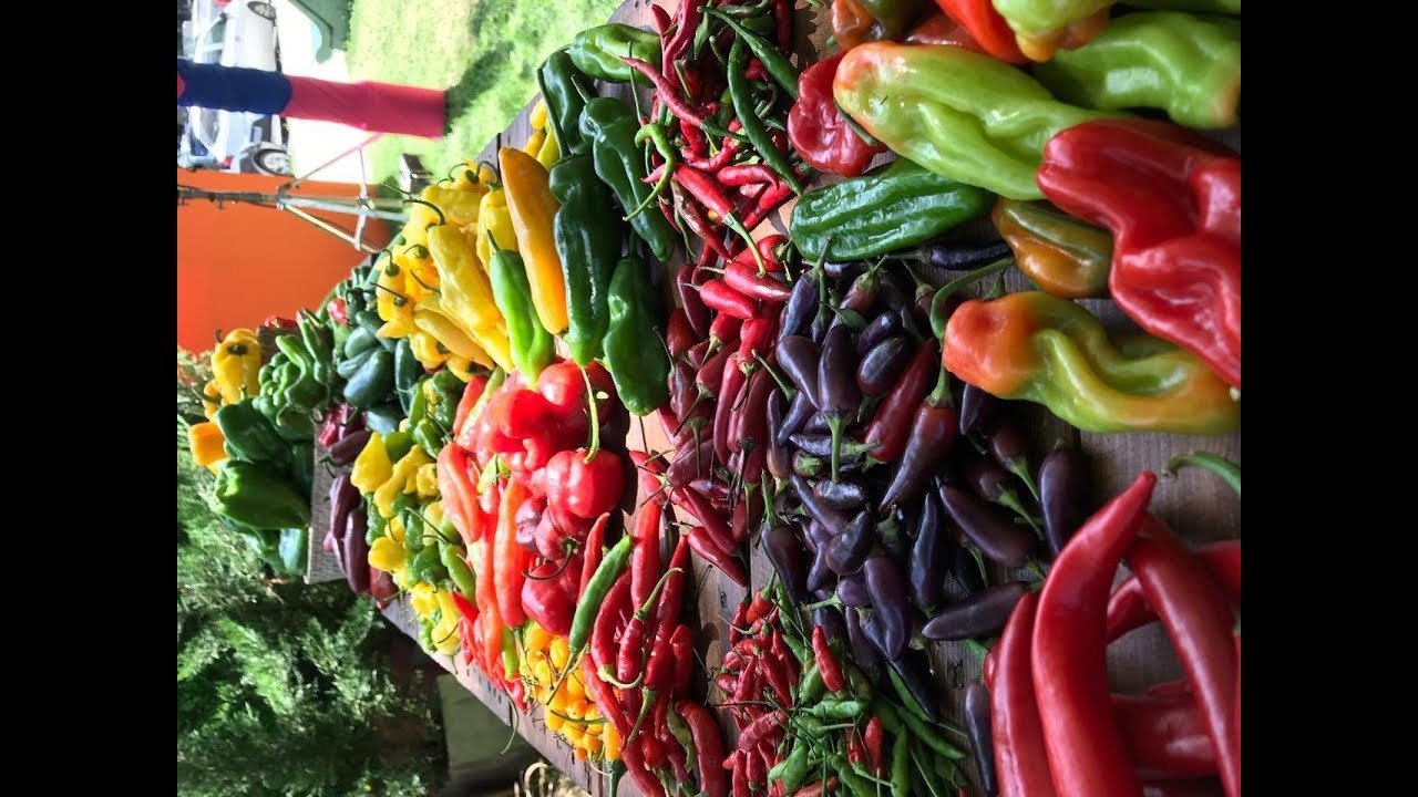 Las mil y una variedades de morrones - YouTube