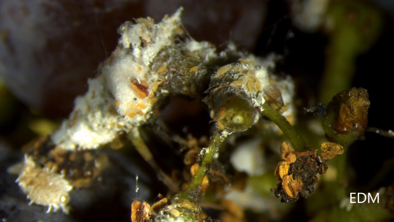 Planococcus ficus, grape mealybug, nymph migration of 3th generation ...