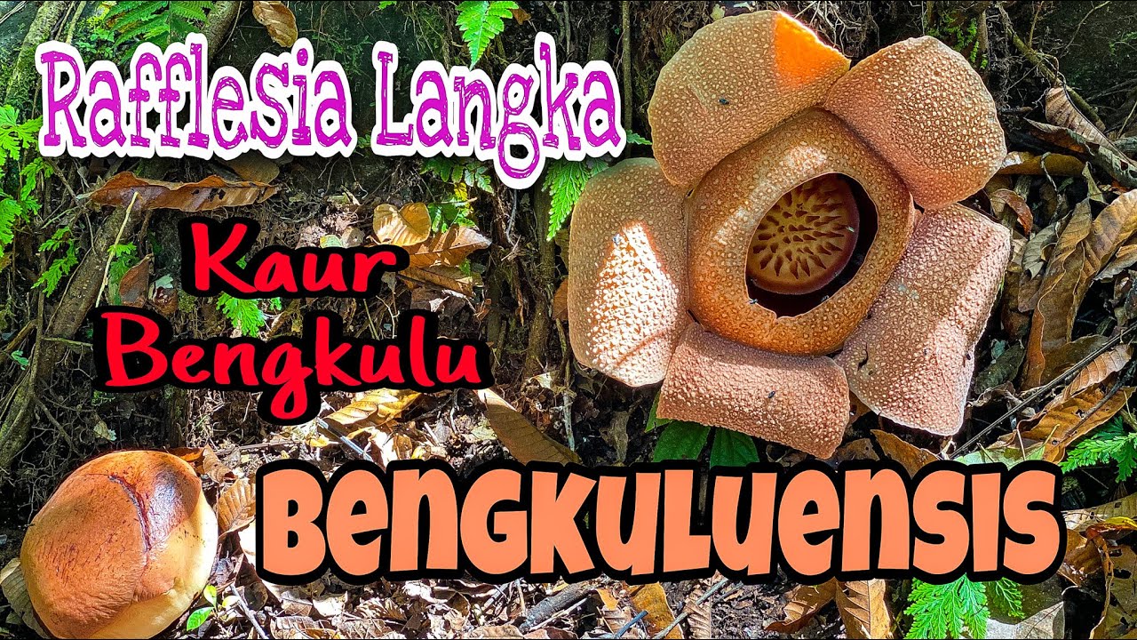 Bunga Rafflesia BENGKULU yang langka "BENGKULUENSIS” || wisata bengkulu ...