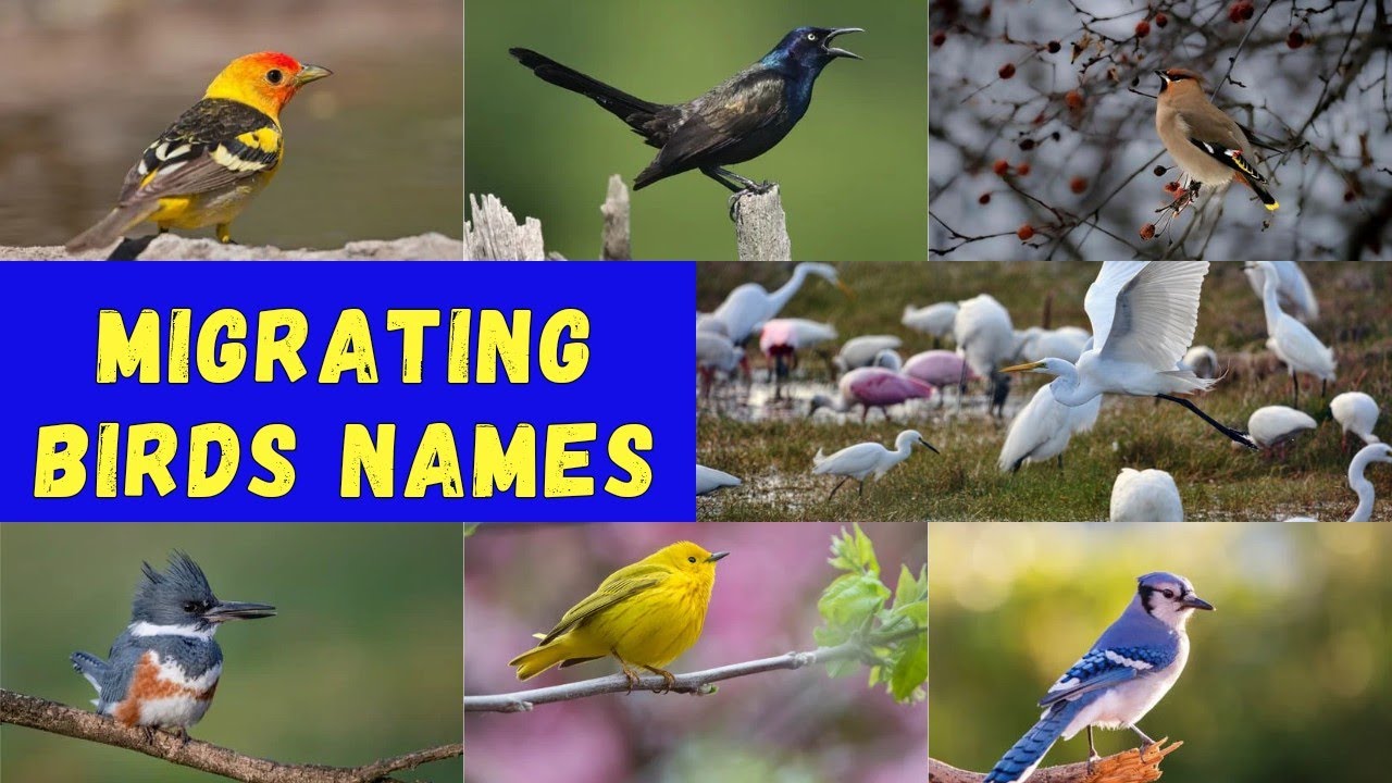 Migrating Birds | Learn The Names Of Migrating Birds | Bird Migration ...