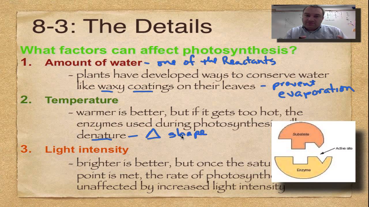 Chapter 8 Part 7 - Factors that Influence Photosynthesis - YouTube