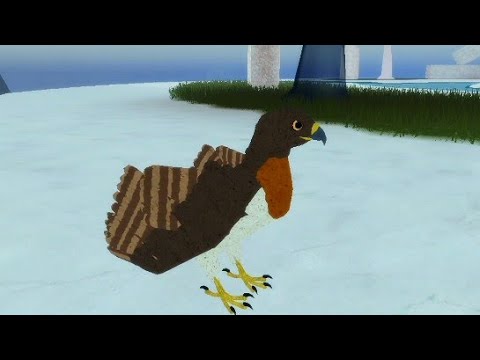 Feather Family Hawk Update - YouTube