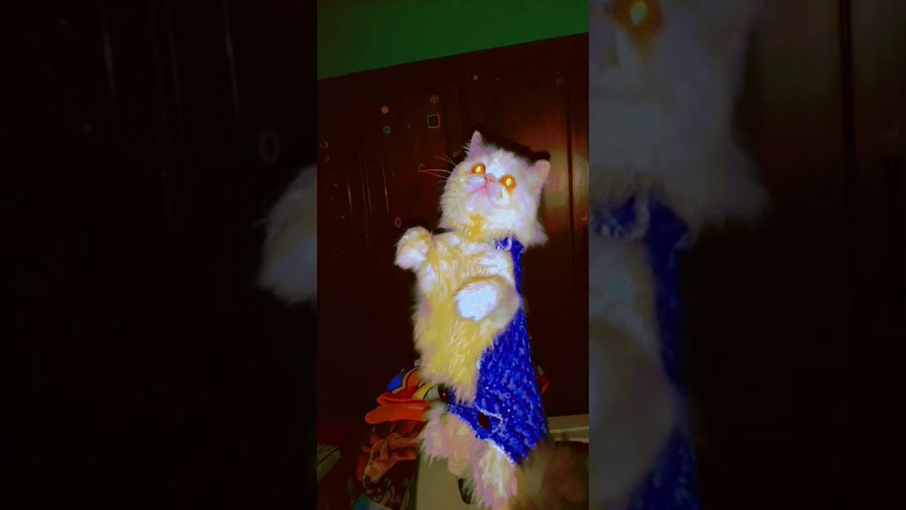 Deep fried cat #cat #cute #funny - YouTube