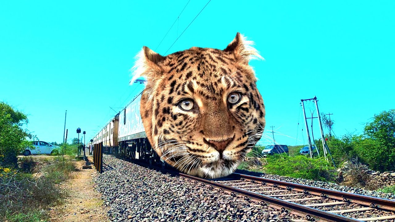 new model tiger train funny video - Giant Tiger vs Two Trains - good ...