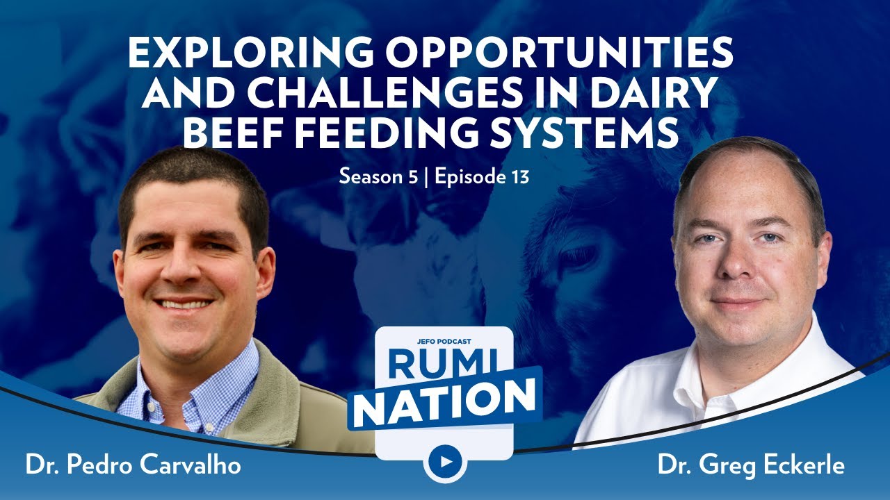 S5E13 | Exploring Opportunities and Challenges in Dairy Beef Feeding ...