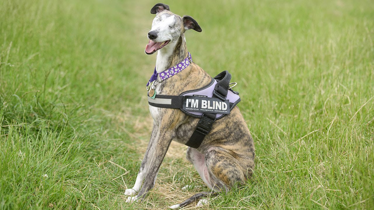 Adorable Blind Dog Which Has No Eyes - YouTube