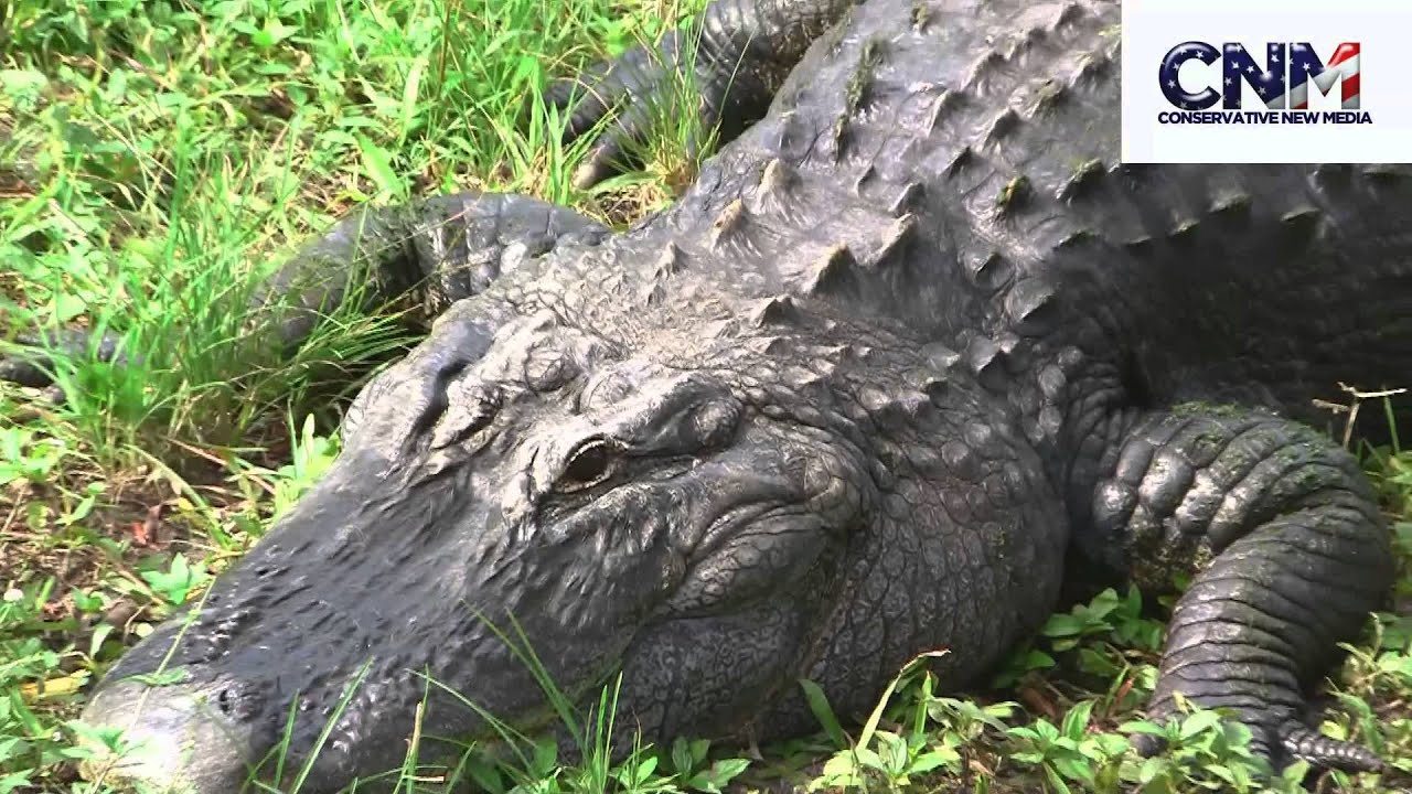 Big Alligator Looking at Me! - in 1080P HD - YouTube