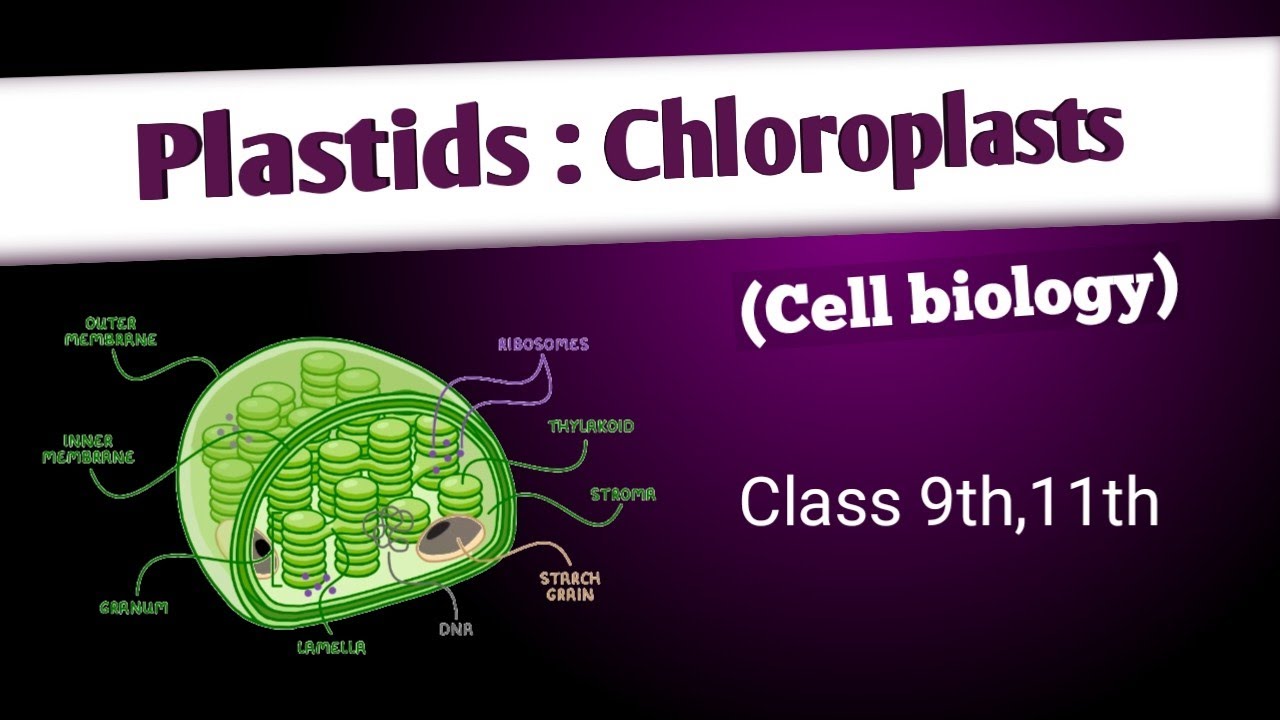 Cholropast, chromoplasts and leucoplasts|plastids and its types | cell ...