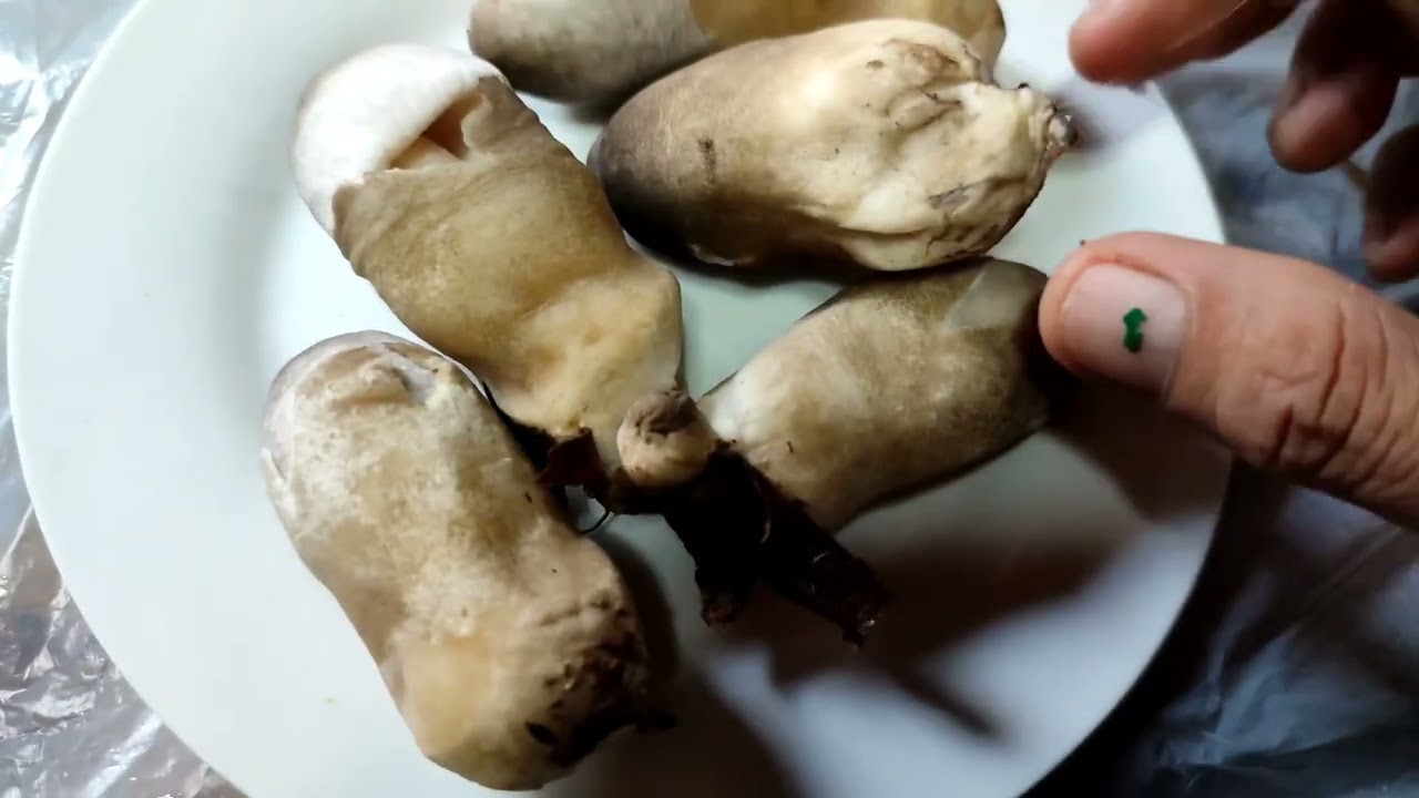 Paano gumawa ng kabuteng saging na walang luto at direct culture gamit ...