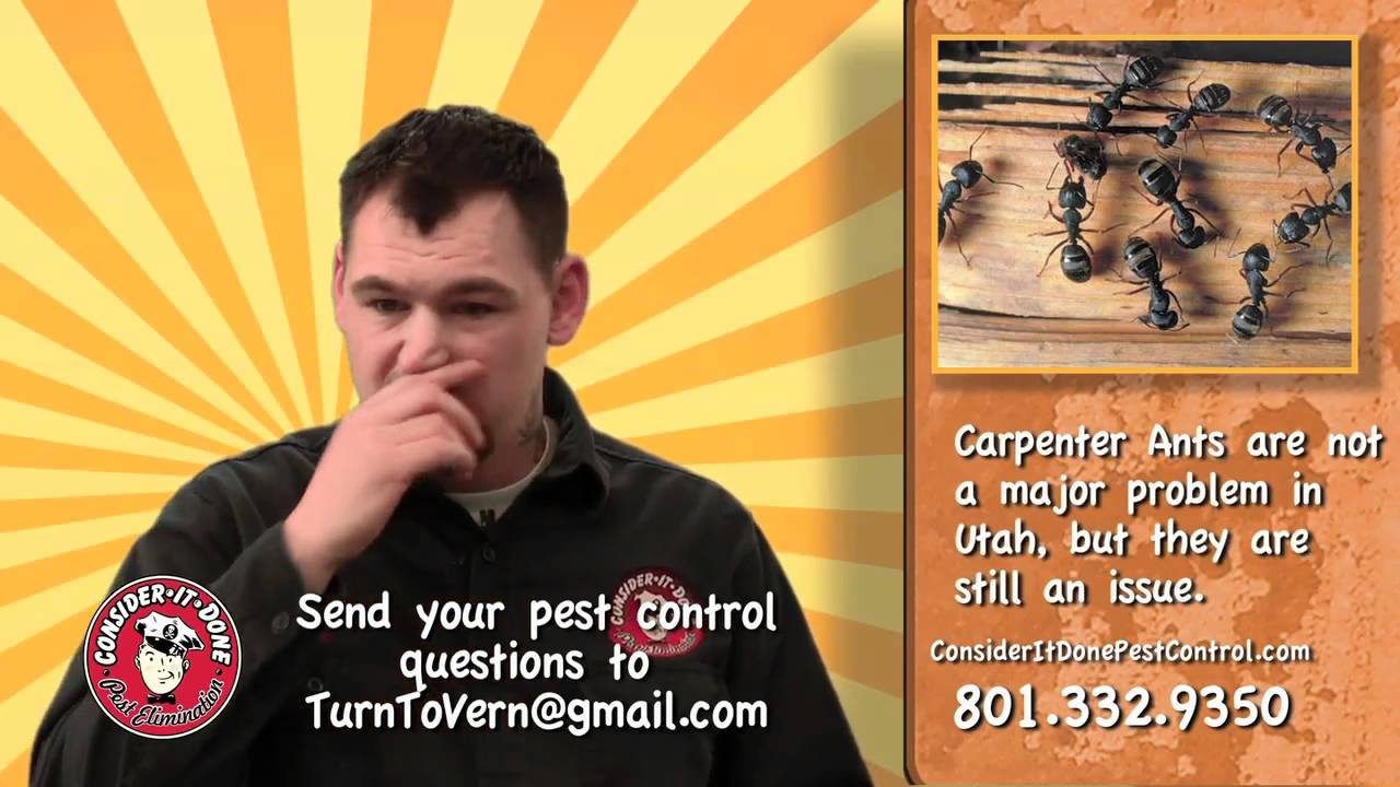 Pest Control Utah - Turn to Vern! - Carpenter Ants in Utah - (801) 332 ...