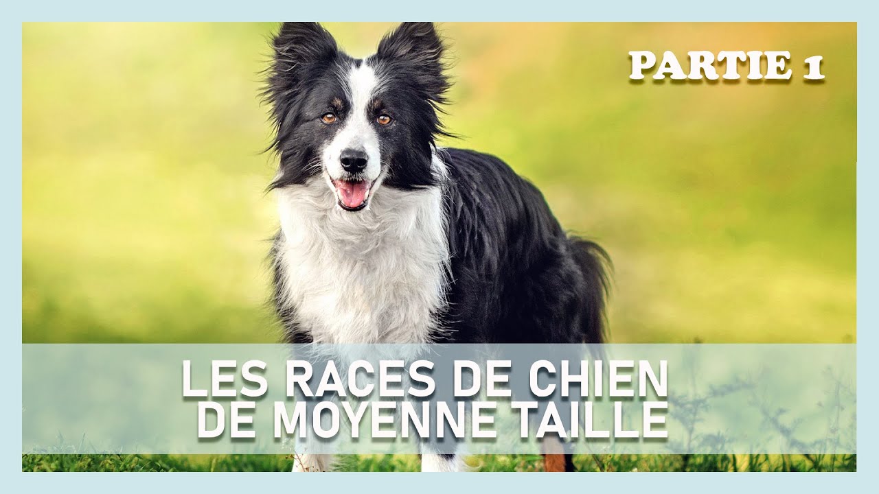 TOUTES LES RACES DE CHIEN DE MOYENNE TAILLE [PARTIE 1] - YouTube