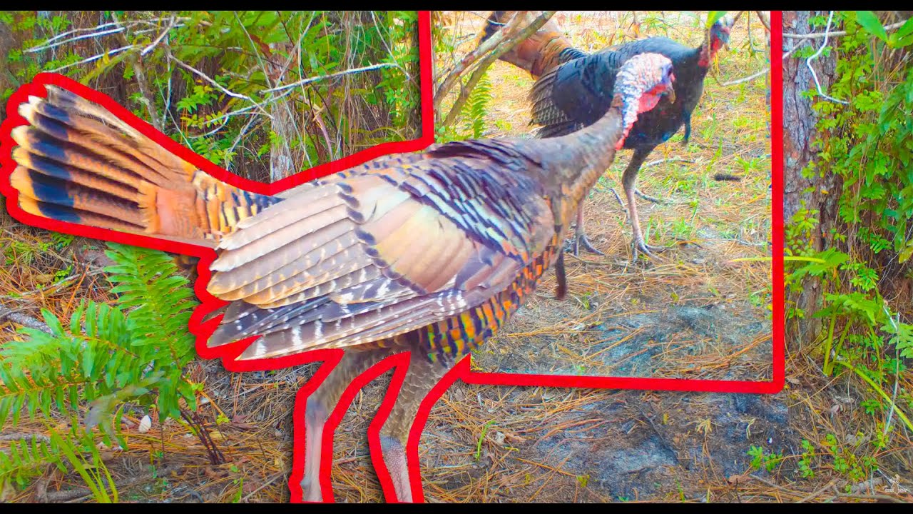 Wild Animals FREAKING OUT TO MIRROR!!! - YouTube
