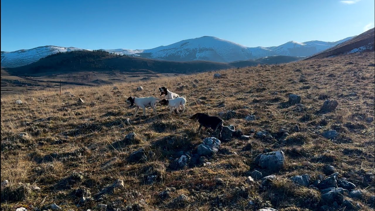 Caccia alla lepre con ariegeois ( addestramento) - YouTube