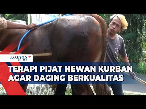 Terapi Pijat Hewan Kurban Agar Tidak Stres dan Daging Berkualitas